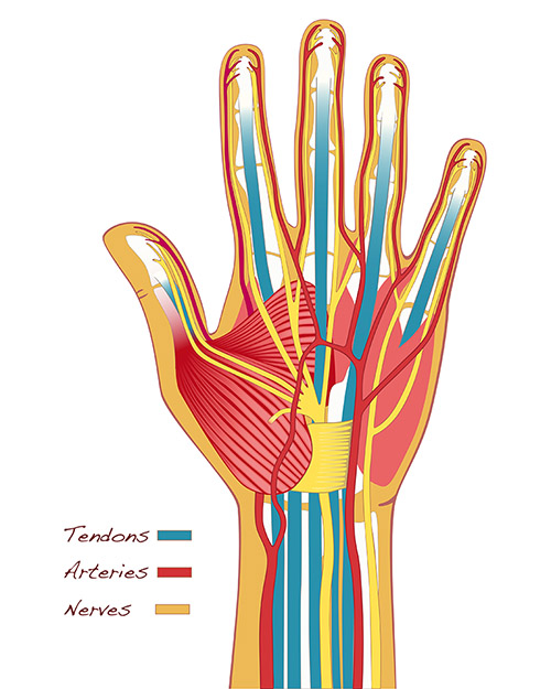 More About Could You Have a Tendon Injury in your Hand? Signs and Symptoms